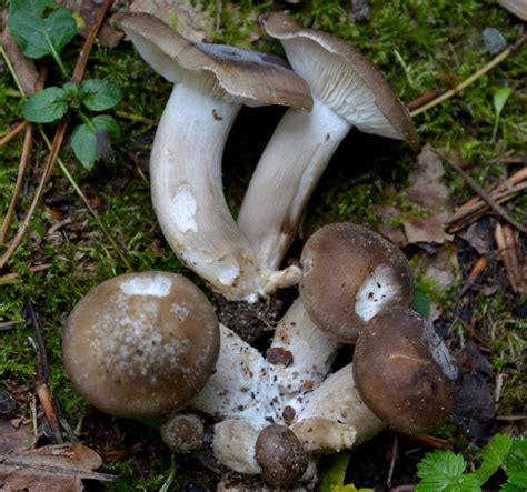 Lyophyllum Decastes Büschelrasling Fundkorb