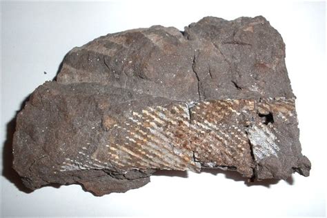 Types Of Shark Fossils Parts Of Sharks That Fossilize