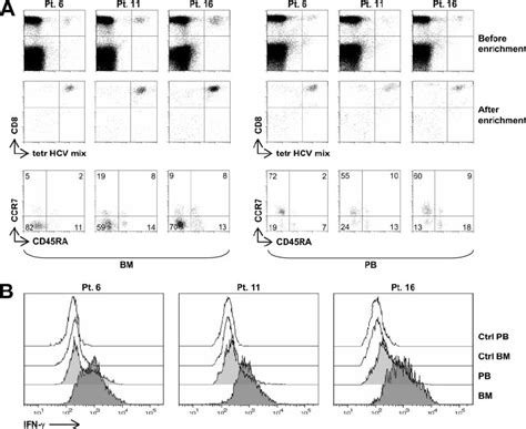 Phenotype and IFN production of enriched HCV specific CD ϩ T cell Download Scientific