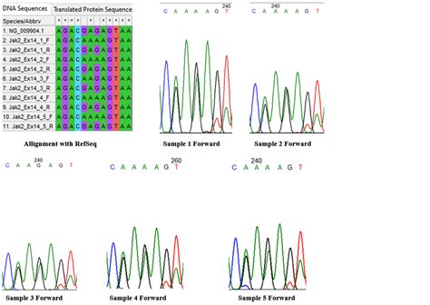 Sequence Analysis Of Jak2 Exon 14 Region Researchgate