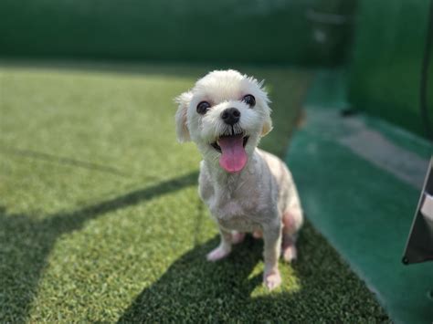 말티즈두부 강아지책임분양 컴투펫위탁보호센터 강아지무료분양 고양이무료분양 강아지파양 고양이파양