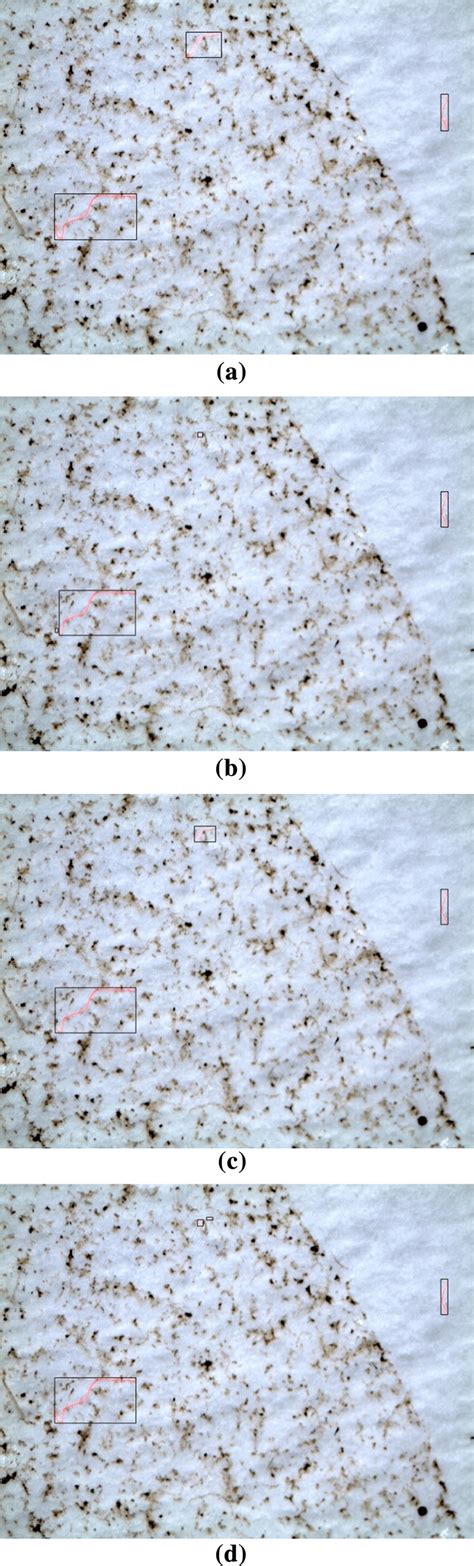 Segmentation Masks Bounding Boxes And Counts For An Example Test Image Download Scientific