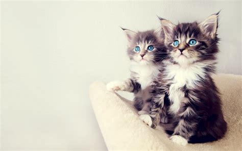Tổng Hợp Cute Cats Hd Wallpapers Chất Lượng Cao để Tải Về Miễn Phí
