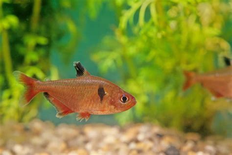 Types Of Tetras 20 Popular Tetra Species Care Guide