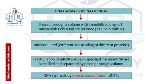 Genetics → Recombinant Dna Biochemistry Club Biochemistry