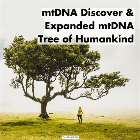 Mtdna Discover And Expanded Mtdna Tree Of Humankind How To Use Them