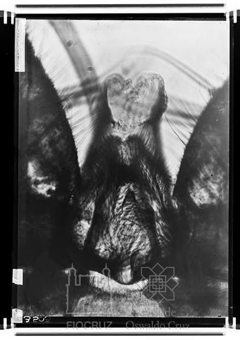 Detalhe da genitália de mosquito Base Arch