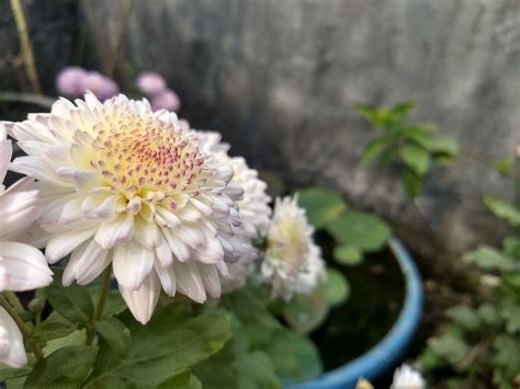꽃 하얀색 Pixabay의 무료 사진 Pixabay