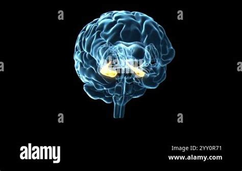 Animation Of The Human Hippocampus Yellow A Crucial Component Of The