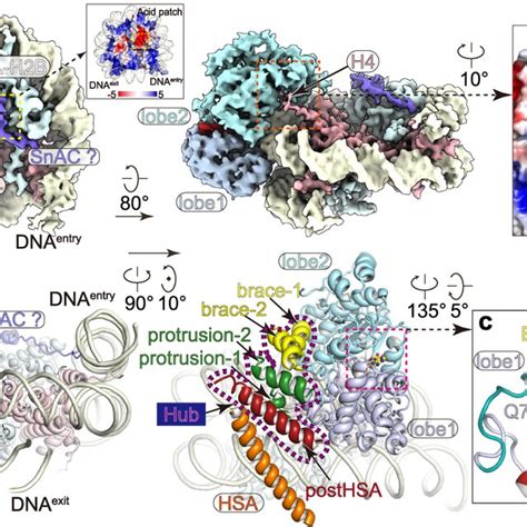 Cryoem Analysis Of The Pbaf Nucleosome Complex A A Representative
