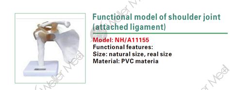 Functional Model Of Shoulder Joint Attached Ligamentskeletal Model