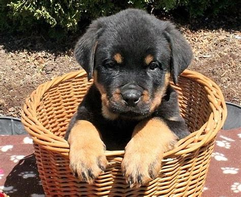 Rottweiler Puppies For Sale Sacramento Ca 155161