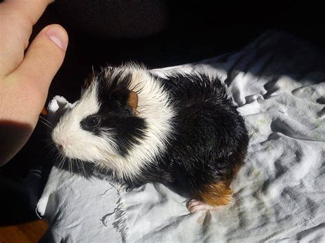 ვეტერინარია და მეცხოველეობა იშვიათი და ლამაზი ️ Facebook