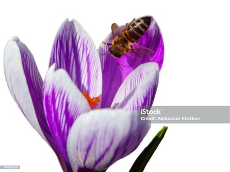 흰색 배경에 고립 된 보라색 크로커스 꽃에 매크로 꿀벌 봄의 도착과 자연의 각성의 개념 크로커스 봄의 꽃 0명에 대한 스톡 사진