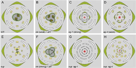 Diagrams Of Wild Type And Mutant Arabidopsis Flowers Displaying