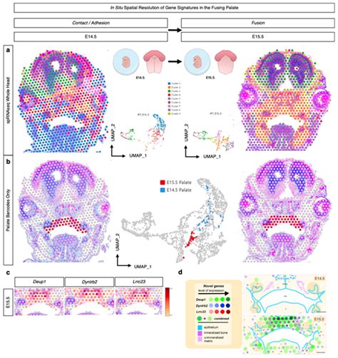 some of our favourite visium spatial transcriptomics publications from 2023 genesmart co ltd