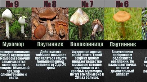 Топ 10 Самых ядовитых грибов Youtube