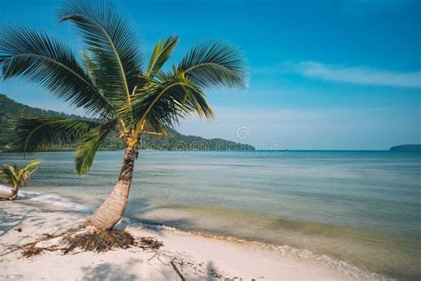 Coconut Palm Trees On White Sandy Beach In Caribbean Sea Saona Island