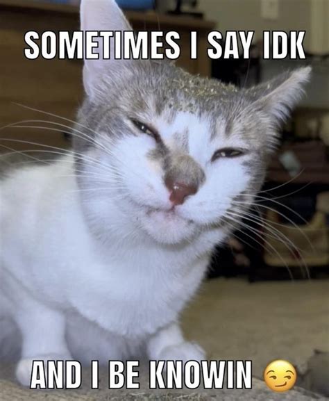 Chaotic Concoction Of Caturday Kitties To Fill Your Day With Cat Memes