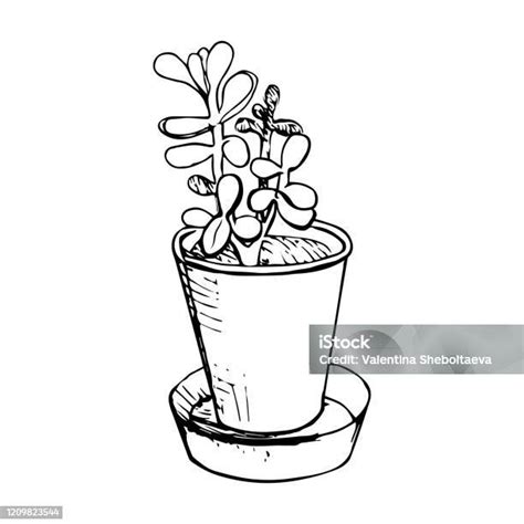 꽃 냄비에 즙이 많은 Crassula 돈 나무 행복 또는 원숭이 나무 풍수에서 부의 상징의 벡터 손으로 그린 스케치 고립 된 에