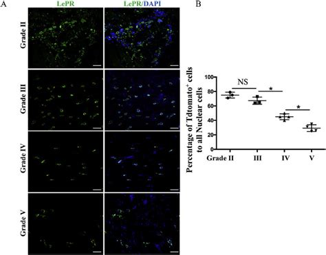 The Percentage Of Human Lepr þ Np Cells Significantly Decreases During