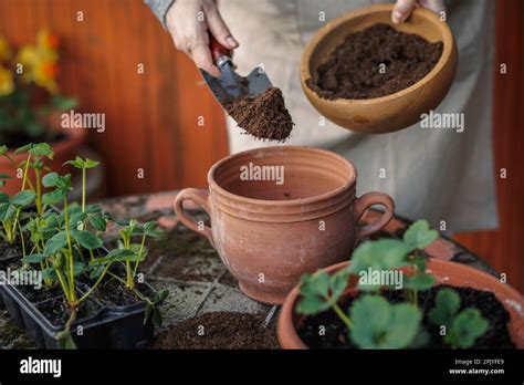 Gardener Putting Soil And Compost Into Flower Pot Planting Strawberry Seedling Stock Photo Alamy