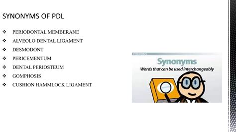 Ultra Structure And Function Of Pdl Pptx