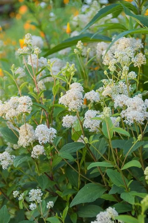 Tea Plant Images Ceanothus Americanus New Jersey Tea Laurens