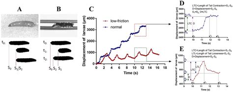 Drosophila Larvae Displayed Typical Tail Looseness Under Low Friction