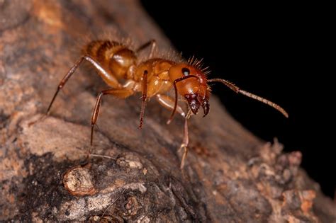 Are Florida Carpenter Ants Dangerous