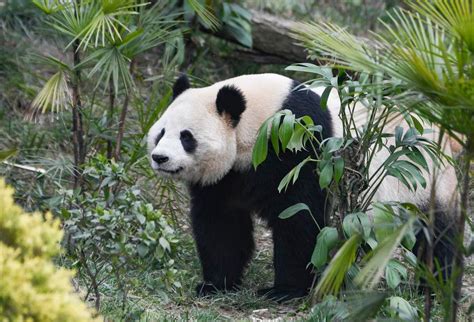 Giant Panda Population Grows To 1900 In China
