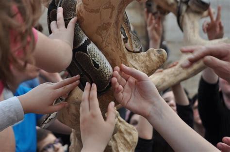 Premium Photo Close Up Of People Touching Snake On Branch