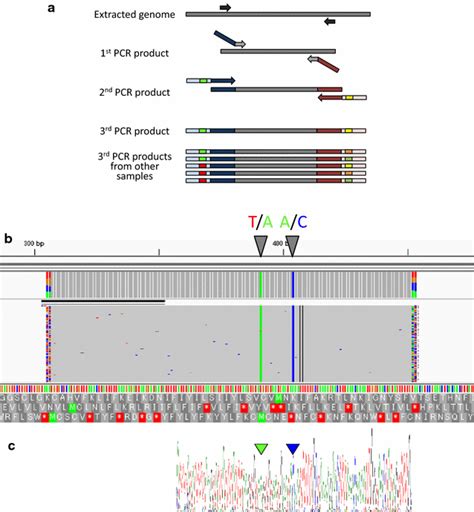 Scheme Of Next Generation Based High Throughput Multiplex Amplicon