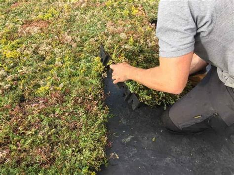 Sedum Supply Green Roofs Uk Roofing Experts 01691 659618