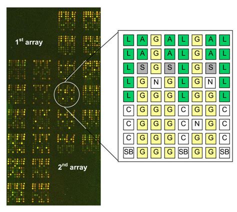 sterolgene v0 microarray design complete array containing 12 blocks