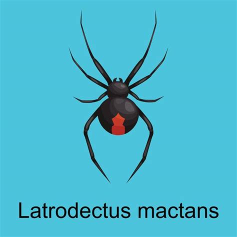 10 項馬丹島插圖檔、免版稅向量圖形及美工圖案 Istock 10 項馬丹島插圖檔、免版稅向量圖形及美工圖案 Istock