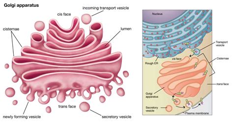 Golgi Body Structure And Functions Biology Educare How To Draw Golgi