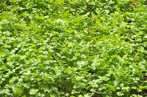 Coriander Farming Profit Cost Project Report Dhania Agri Farming