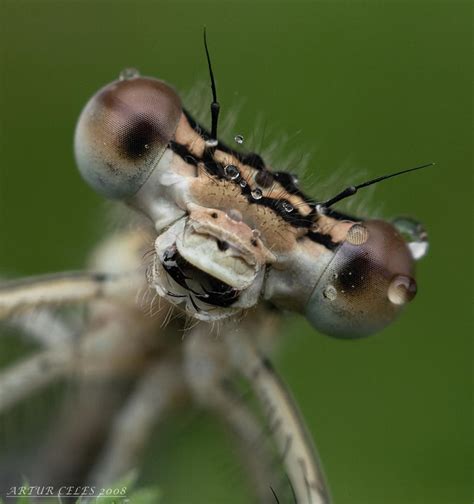 160dragonflyclose Up By Bullter On Deviantart