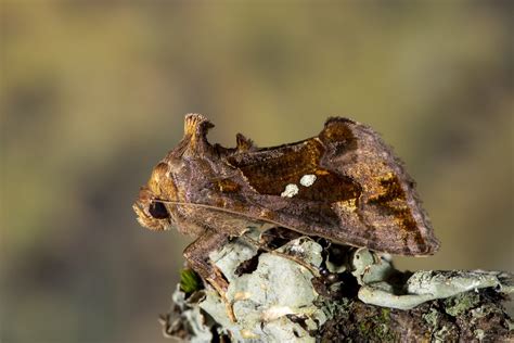 Chrysodeixis Chalcites Urdilde 10 9 22 Img 3398 Jose Neo Flickr