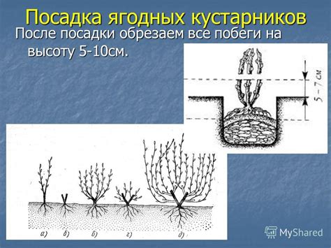 Презентация на тему: "Посадка плодового сада - основные ошибки Все ...
