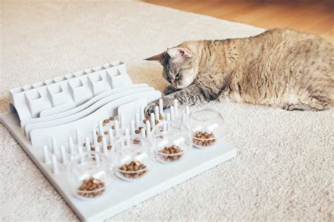 Regurgitation In Cats Causes Symptoms And Treatment Cats