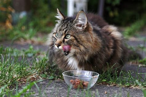 A Pretty Norwegian Forest Cat Licks Its Mouth After Eating Stock Photo Image Of Brown Smack