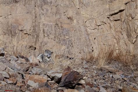 In Search Of The Himalayan Ghost Snow Leopard Expedition To Kibber