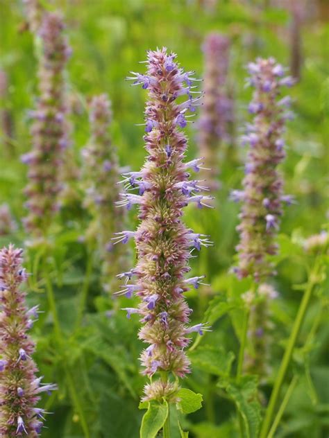 Meksički izop (Agastache mexicana) - Plantea