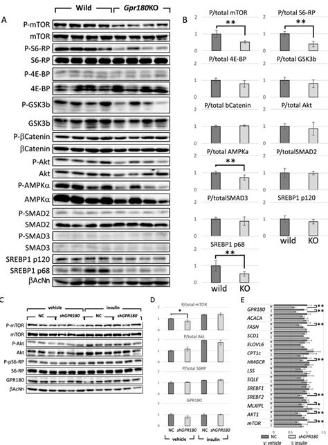 Western Blotting And Relative Quantification Of Mouse Liver Proteins