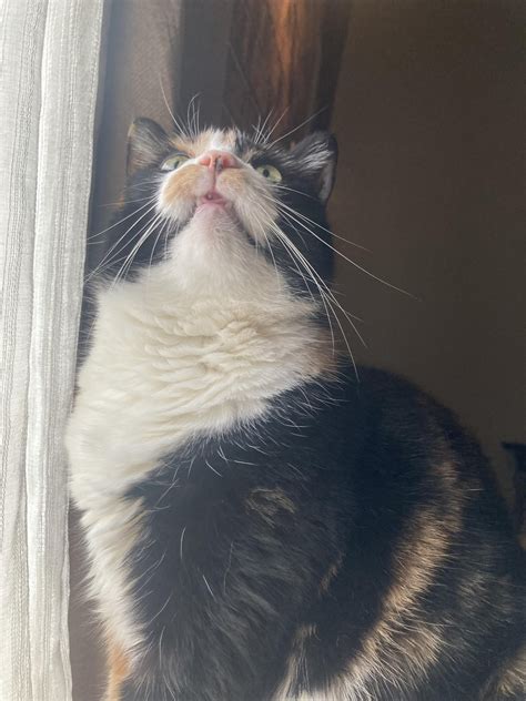 Blep Of Utter Confusion R Blep