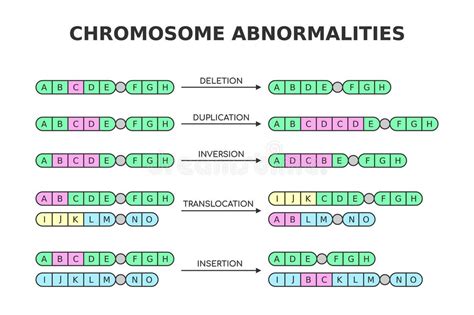 Chromosomal Abnormalities Deletion Duplication Inversion Translocation Insertion Stock