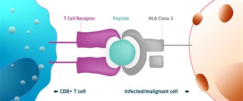 T Lymphocytes