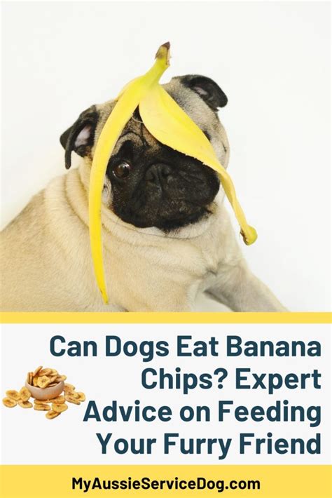 Can Dogs Eat Banana Chips Expert Advice On Feeding Your Furry Friend
